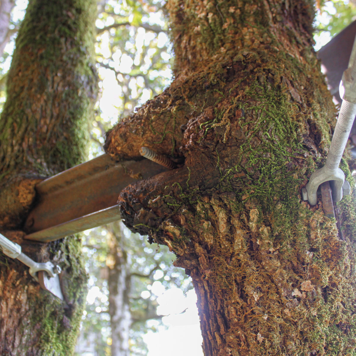 How to secure it properly to the tree trunk 🔨🌲 Sustainable & tree-friendly!